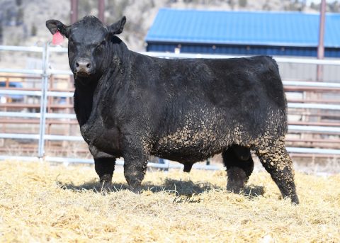Angus Cattle For Sale - R-Value Farms